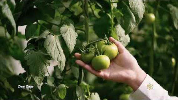 Semences potagères | Syngenta